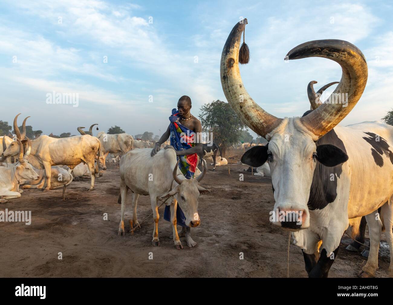 Mundari tribe man taking care of the long horns cows in a camp, Central Equatoria, Terekeka ...