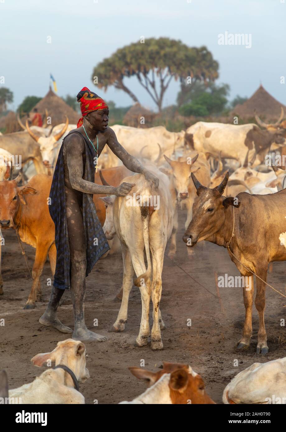 Mundari tribe man covering his cow in ash to repel flies and mosquitoes, Central Equatoria ...