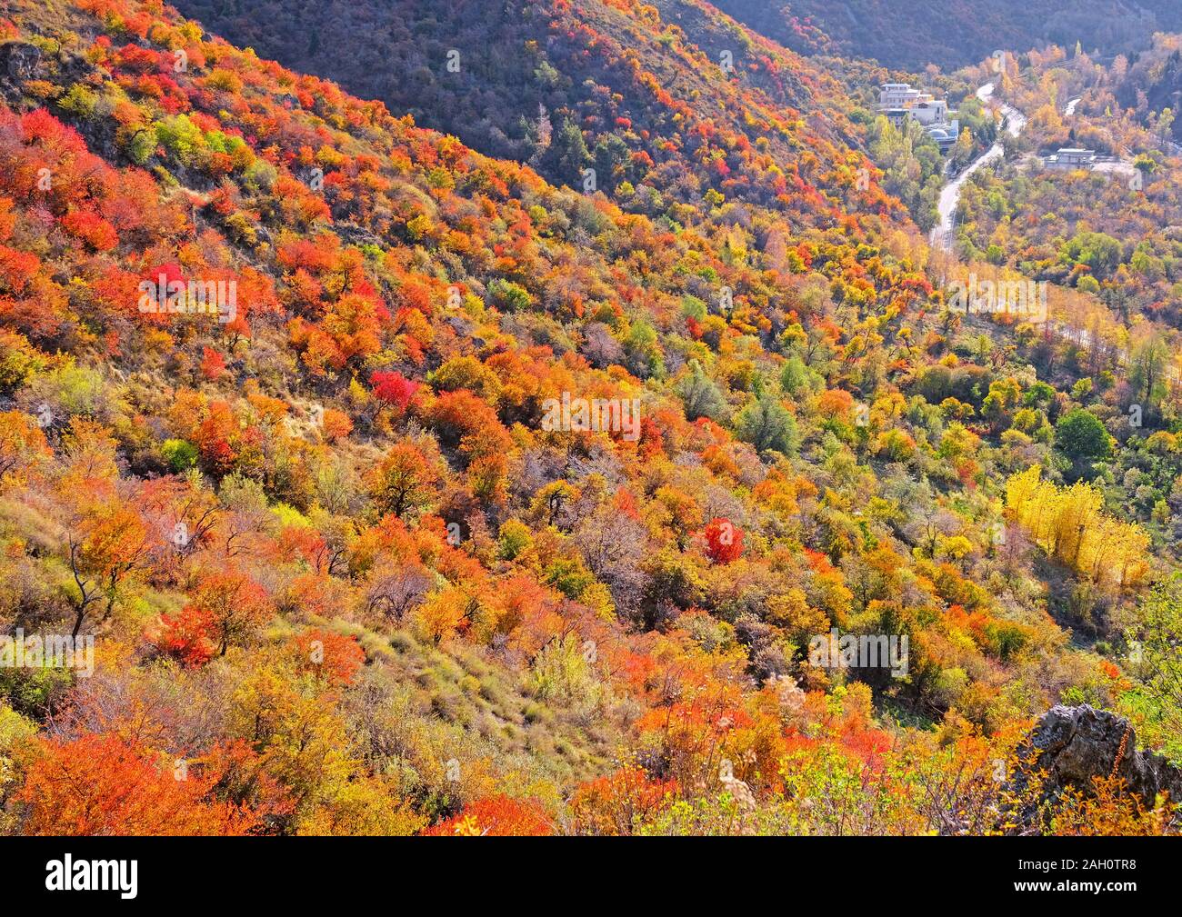 Golden autumn in Medeo gorge; Almaty city area, Kazakhstan Stock Photo ...
