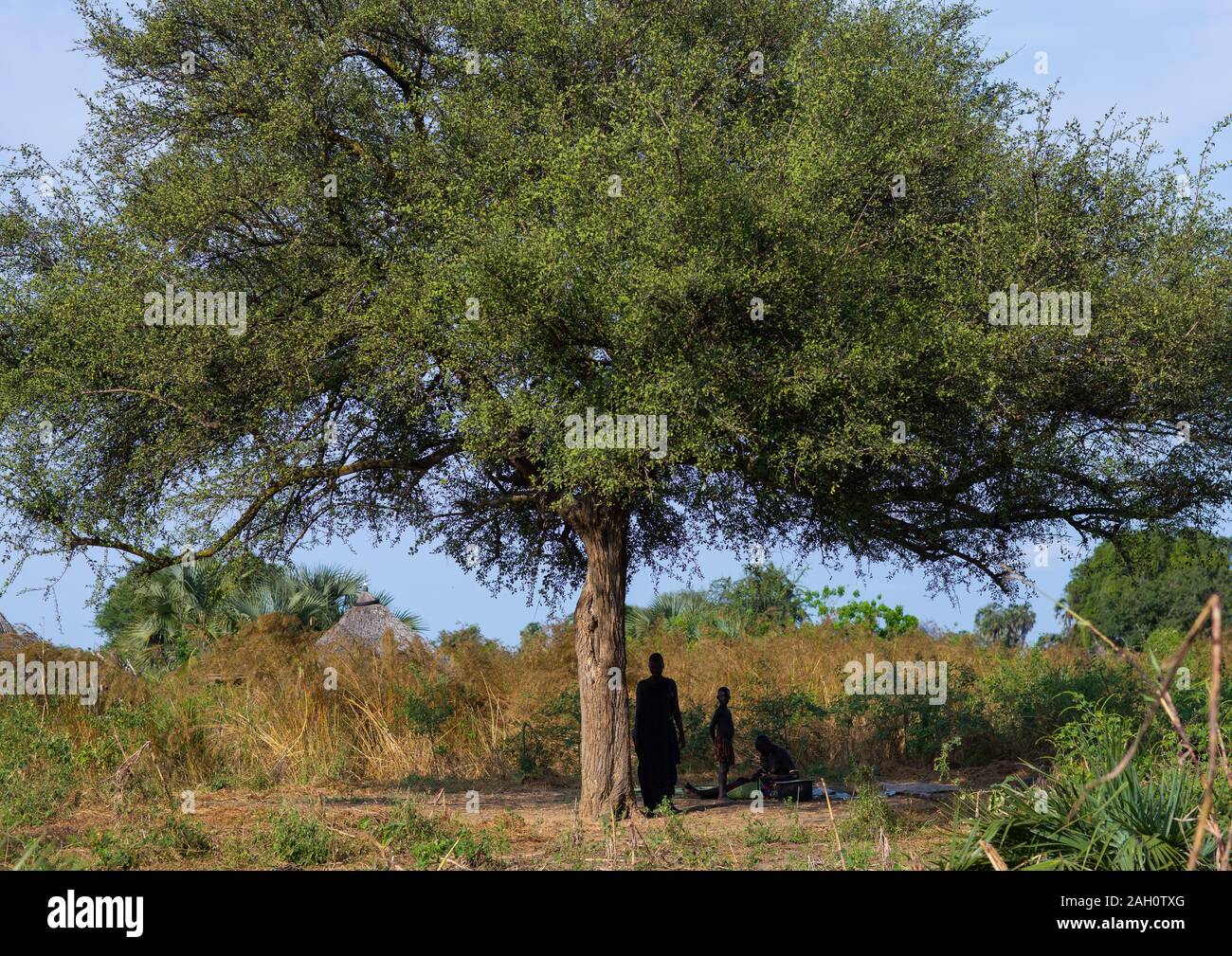 Mundari tribe people under a giant tree, Central Equatoria, Terekeka ...