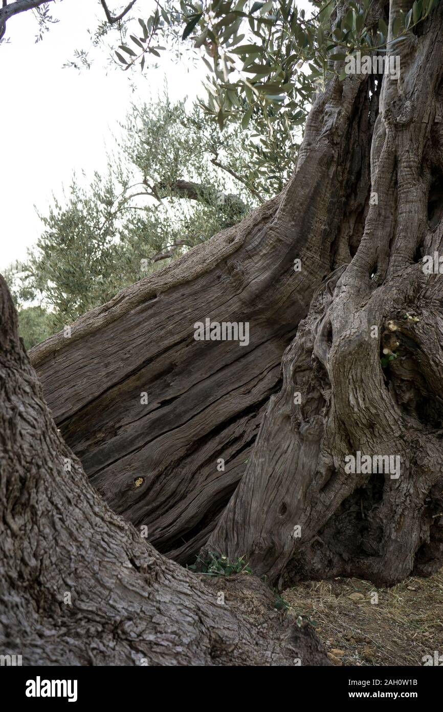 Olive tree trunk hi-res stock photography and images - Alamy