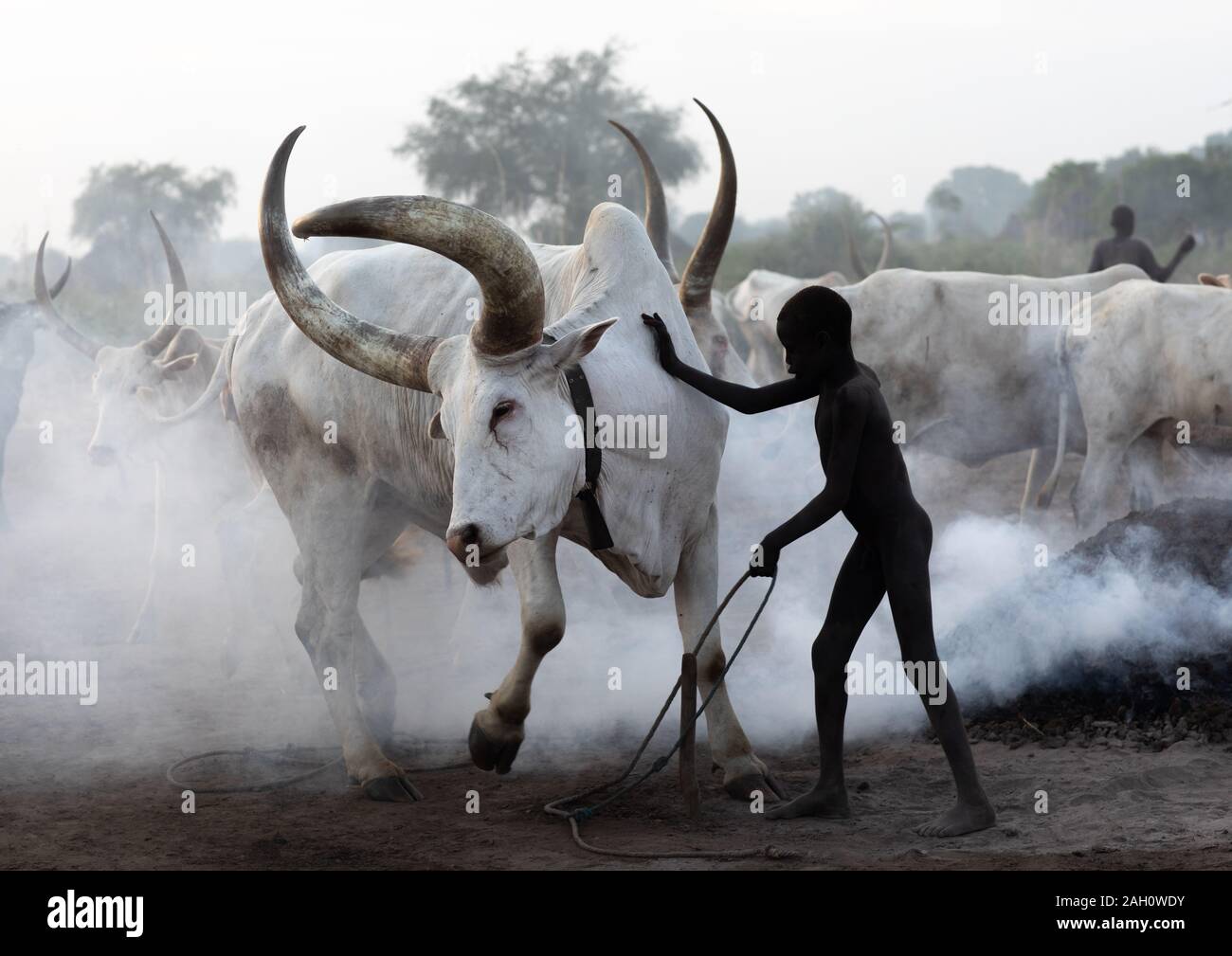 Mundari tribe boy taking care of the long horns cows in the camp, Central Equatoria, Terekeka ...