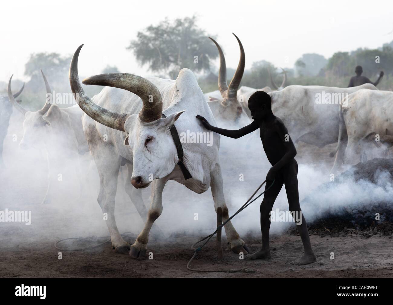 Mundari tribe boy taking care of the long horns cows in the camp, Central Equatoria, Terekeka ...