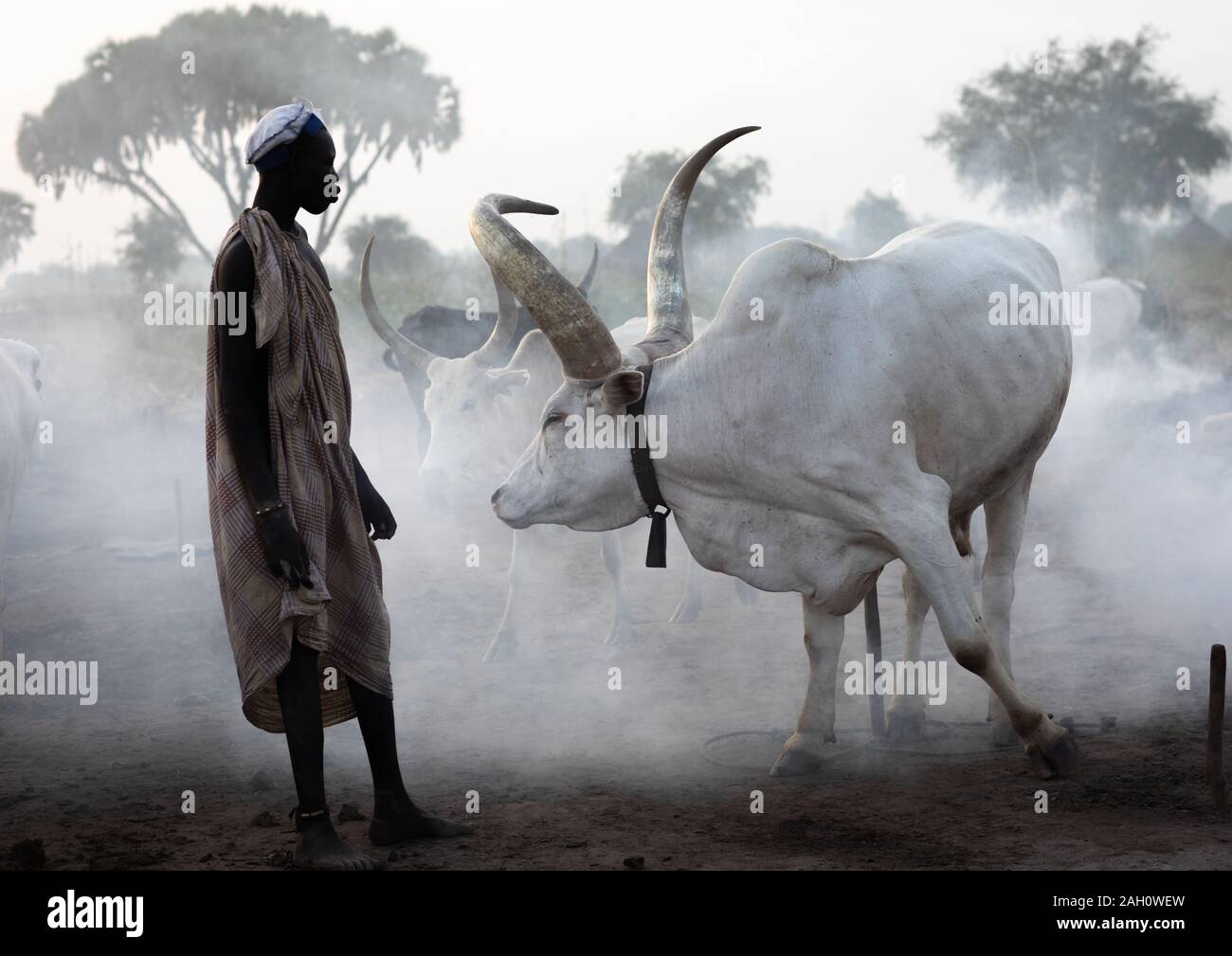 Mundari tribe man taking care of the long horns cows in the camp ...