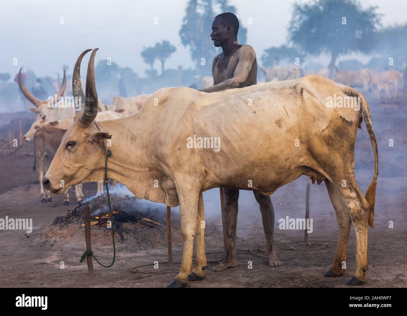 Mundari tribe man covering his cow in ash to repel flies and mosquitoes, Central Equatoria ...