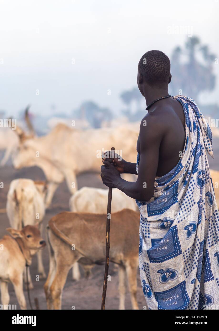 Portrait of a Mundari tribe man with his long horns cows, Central Equatoria, Terekeka, South ...
