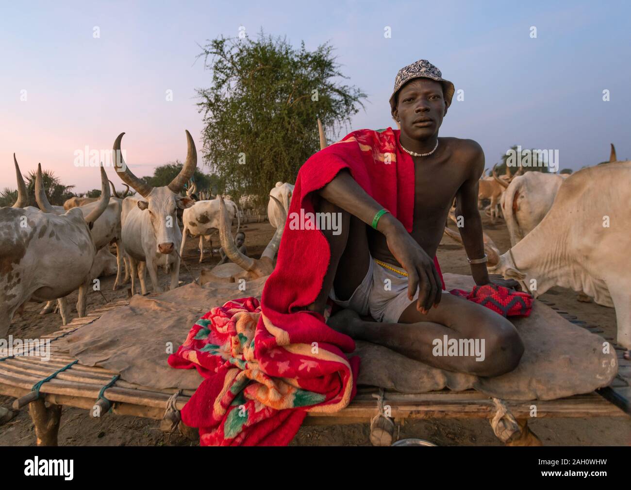 Mundari tribe man resting on a wooden bed in the middle of his long horns cows, Central ...