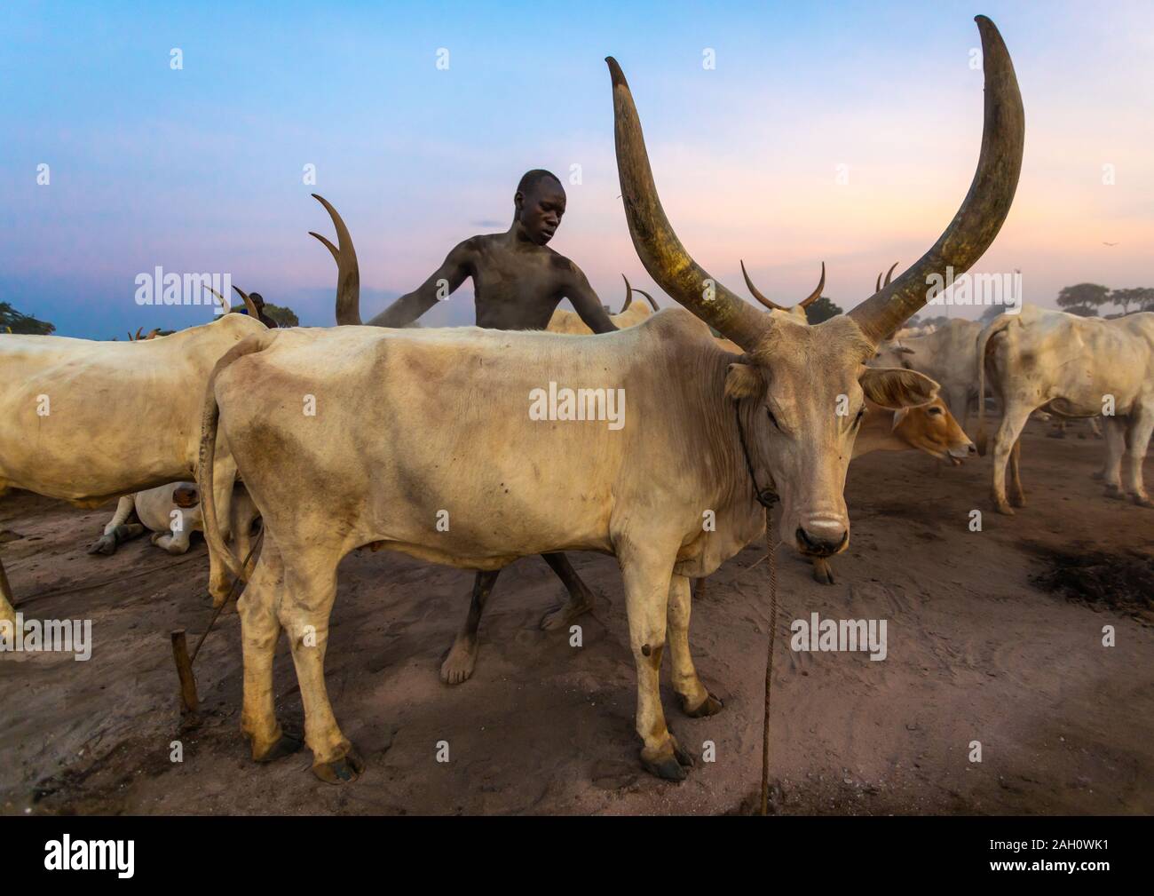 Mundari tribe man covering his cow in ash to repel flies and mosquitoes ...