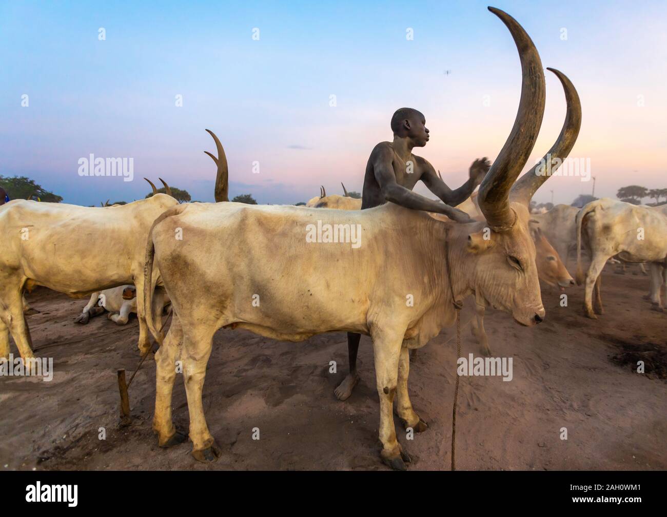 Mundari tribe man covering his cow in ash to repel flies and mosquitoes, Central Equatoria ...