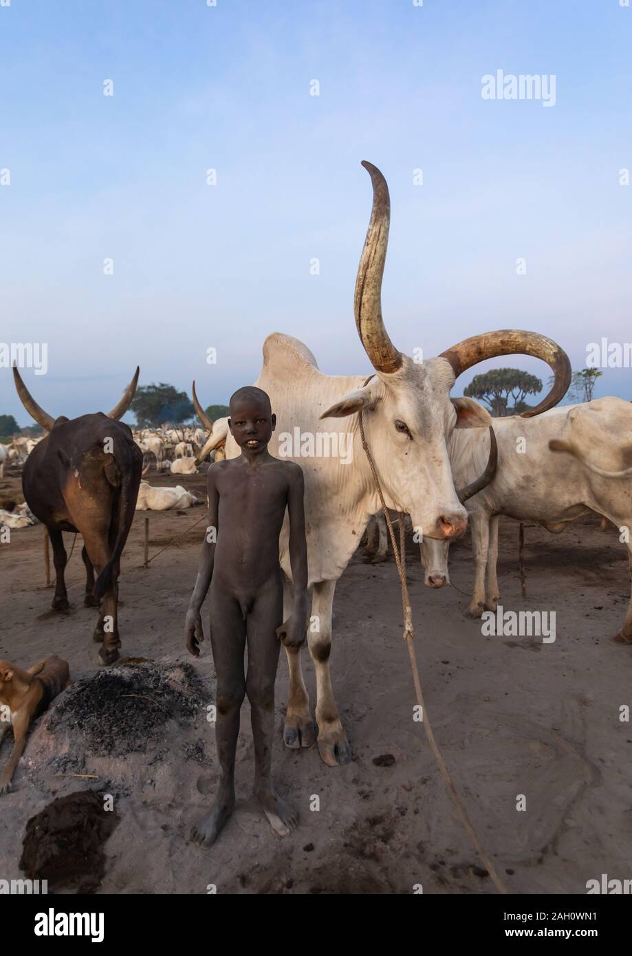 Mundari tribe boy with his long horns cows in the camp, Central Equatoria, Terekeka, South Sudan ...