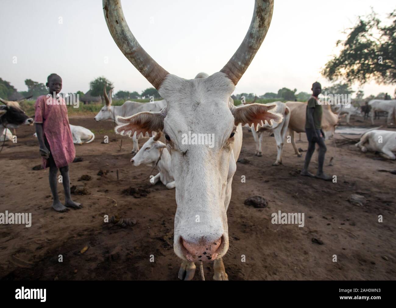Mundari tribe boy with his long horns cows in the camp, Central Equatoria, Terekeka, South Sudan ...