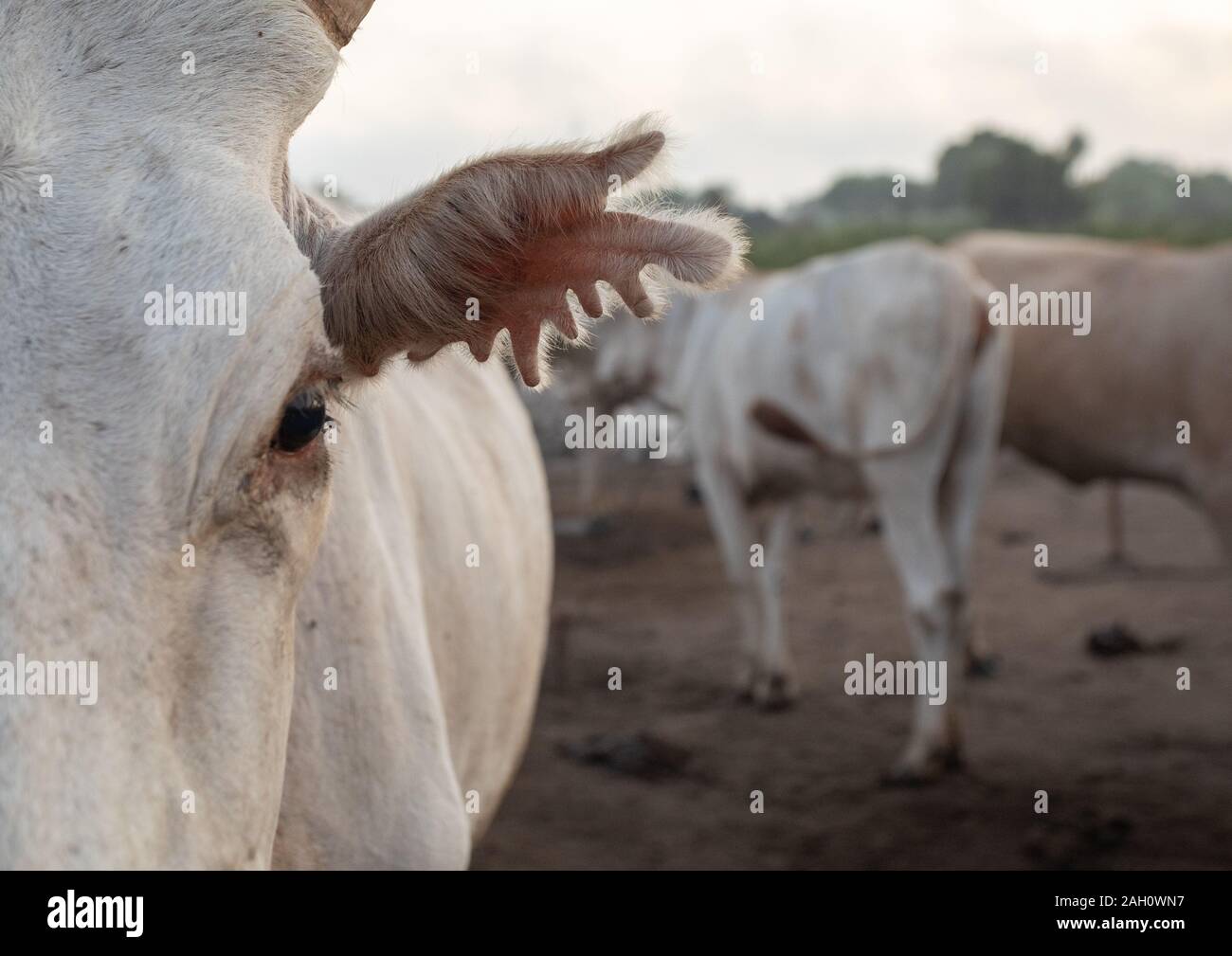 Long horns cow cuttings of the ear decoration and ownership marks in ...