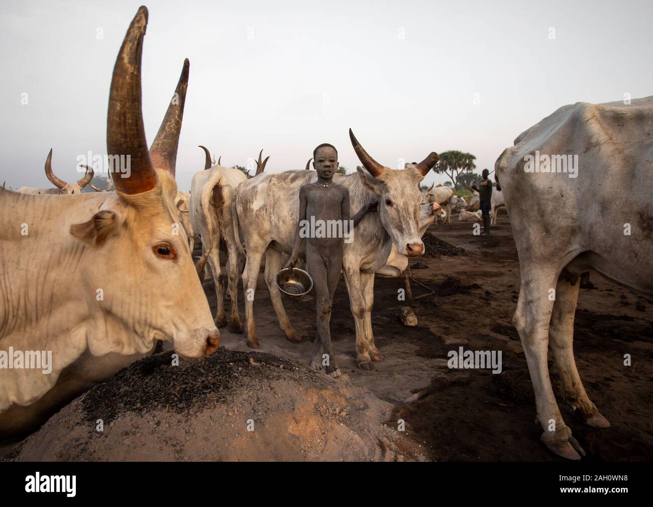 Mundari tribe boy taking care of the long horns cows in the camp ...