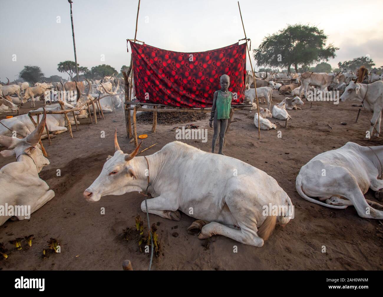 Mundari tribe boy taking care of the long horns cows in the camp, Central Equatoria, Terekeka ...