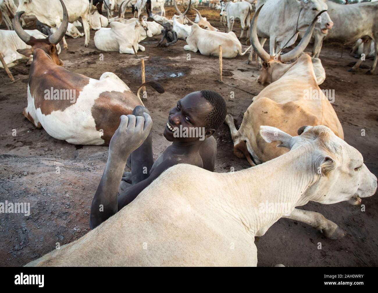 Mundari tribe man with his long horns cows in the camp, Central Equatoria, Terekeka, South Sudan ...