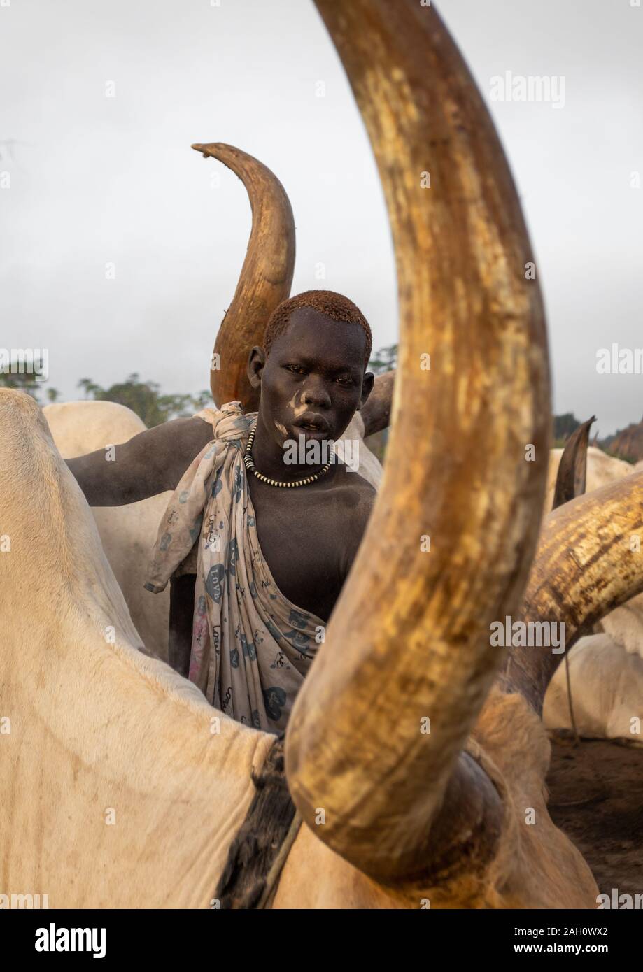 Mundari tribe man covering his cow in ash to repel flies and mosquitoes, Central Equatoria ...