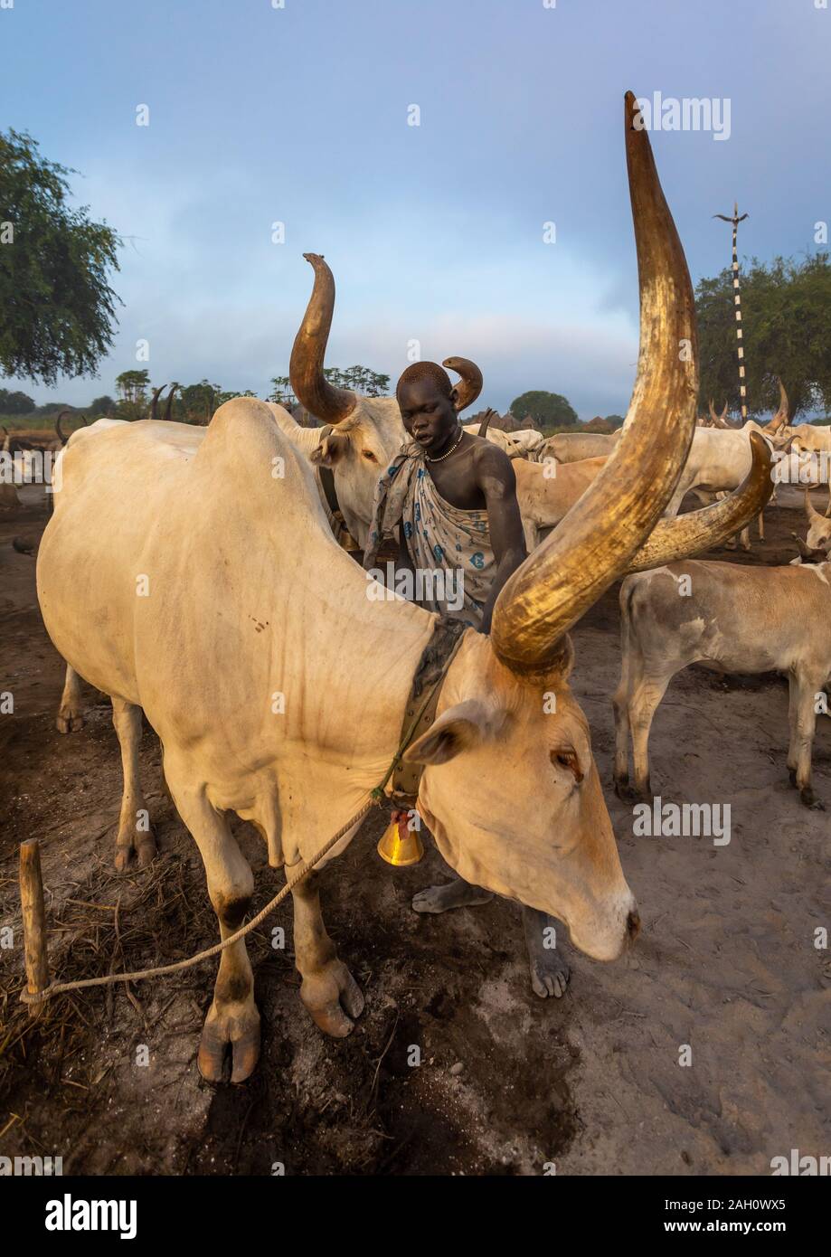 Mundari tribe man covering his cow in ash to repel flies and mosquitoes, Central Equatoria ...