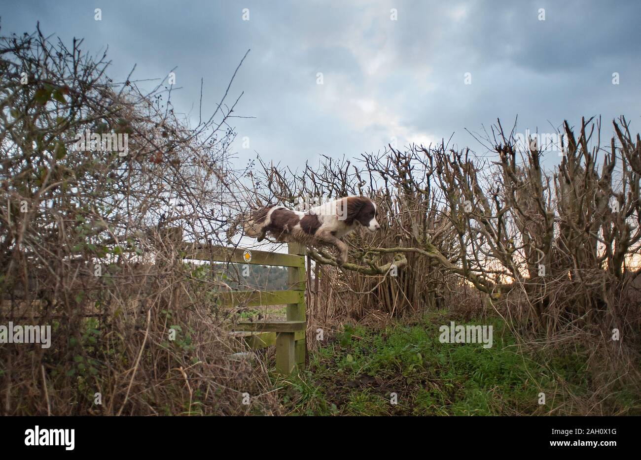 English Springer spaniel jumping Stock Photo - Alamy