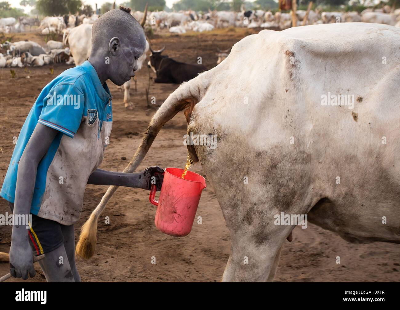 Mundari tribe boy collecting cow urine to use it to wash his body and dye his hair, Central ...