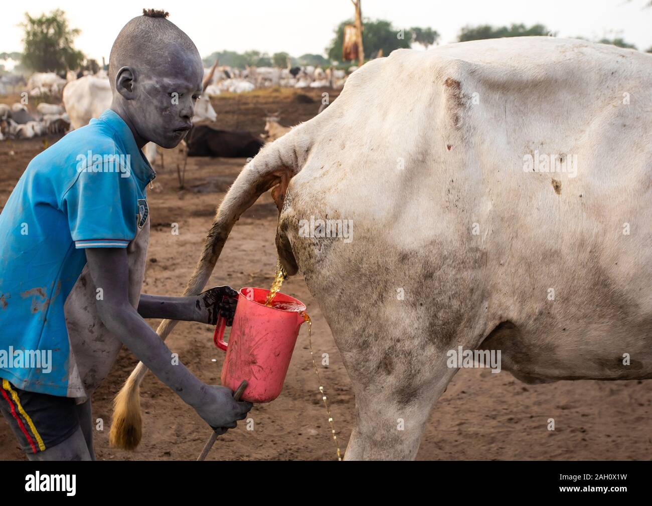 Mundari tribe boy collecting cow urine to use it to wash his body and dye his hair, Central ...