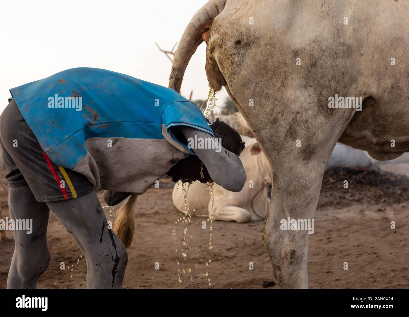 Mundari tribe boy showering in the cow urine to dye his hair in orange, Central Equatoria ...