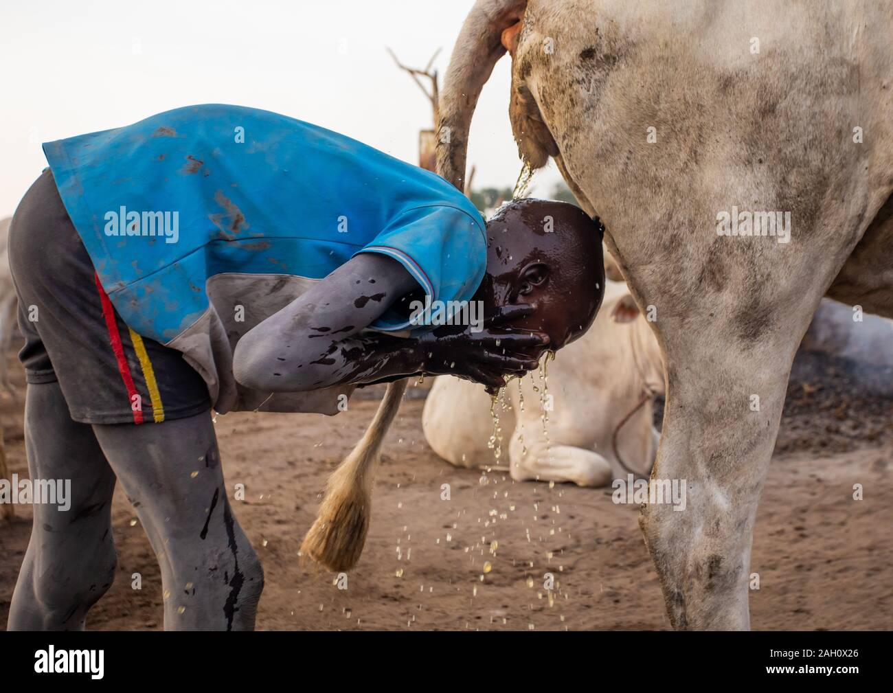 Mundari tribe boy showering in the cow urine to dye his hair in orange, Central Equatoria ...