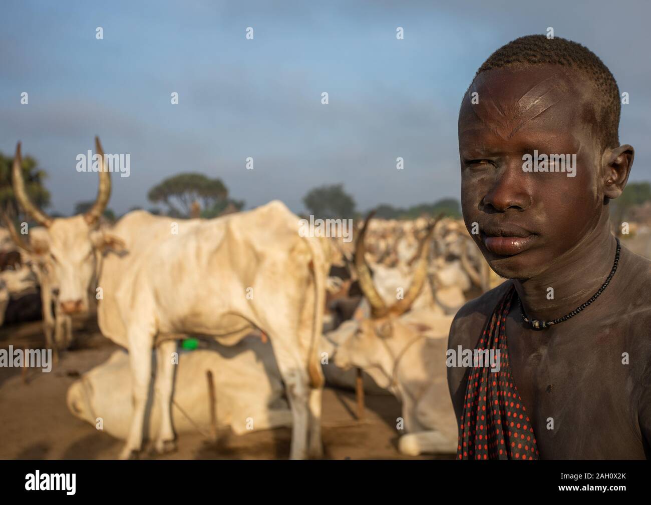 Mundari tribe boy with his long horns cows in the camp, Central Equatoria, Terekeka, South Sudan ...