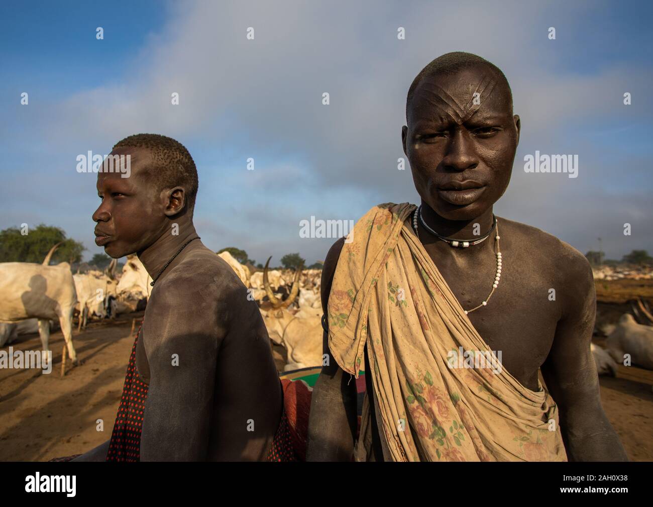 Mundari tribe men with their long horns cows in a camp, Central Equatoria, Terekeka, South Sudan ...