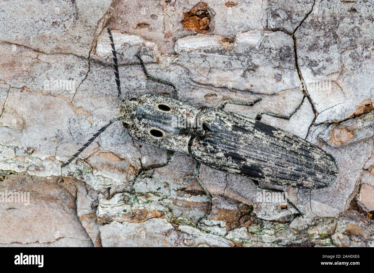 False click beetle hi-res stock photography and images - Alamy