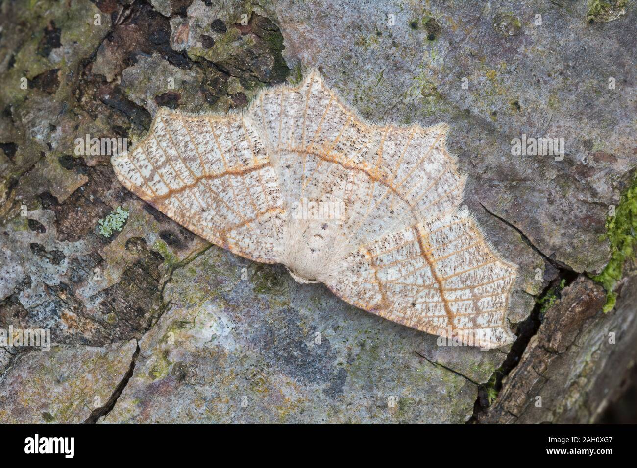 Oak besma moth hi-res stock photography and images - Alamy