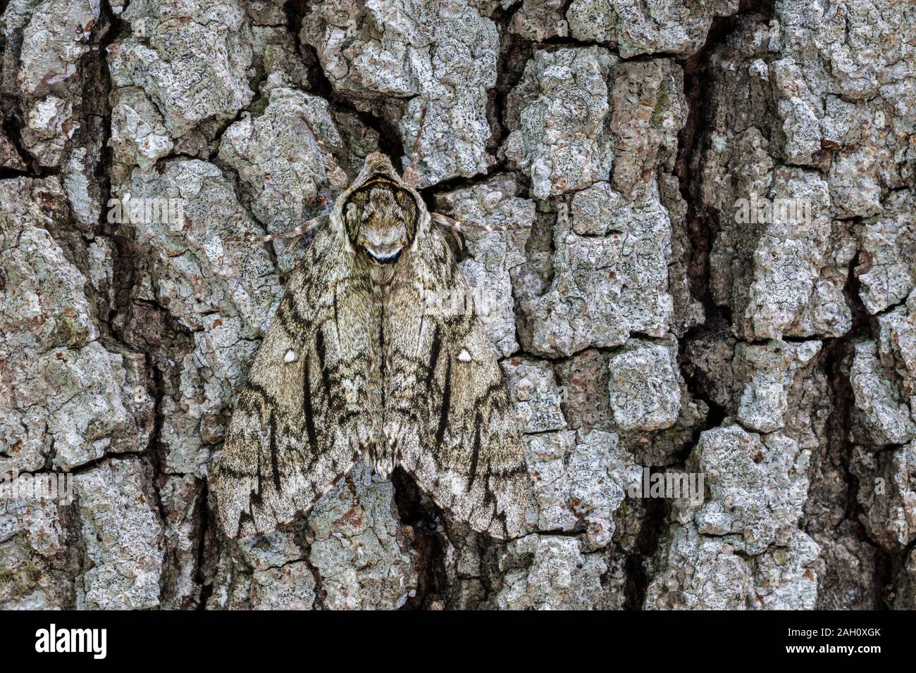 Waved sphinx hi-res stock photography and images - Alamy