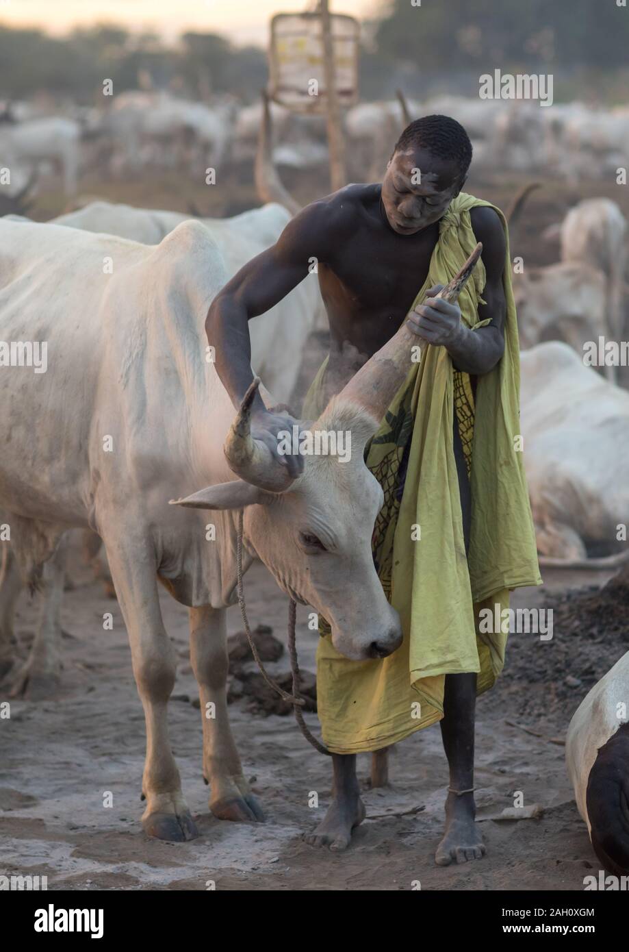 Mundari tribe man covering his cow in ash to repel flies and mosquitoes, Central Equatoria ...
