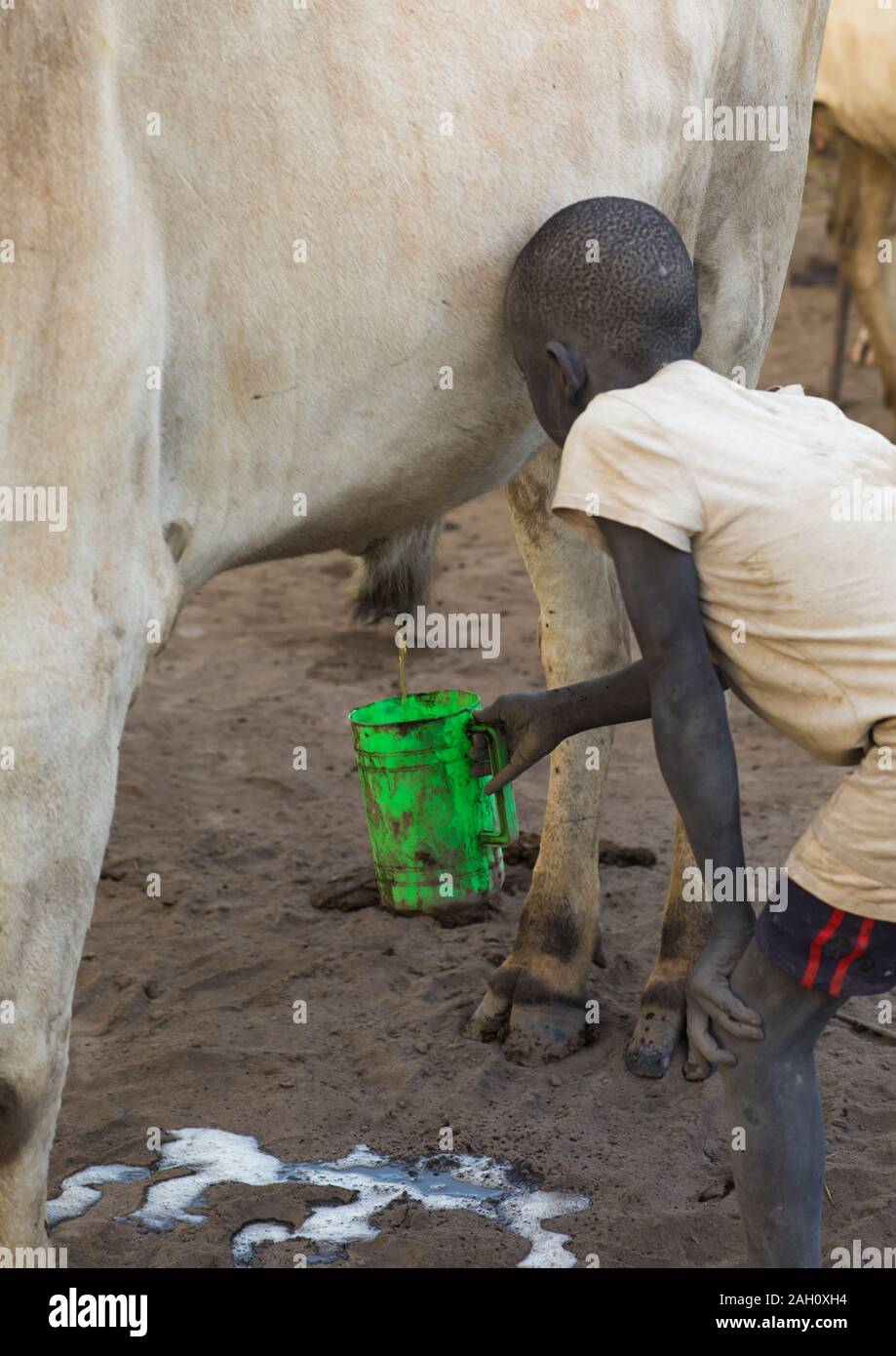Mundari tribe boy collecting cow urine to use it to wash his body and dye his hair, Central ...