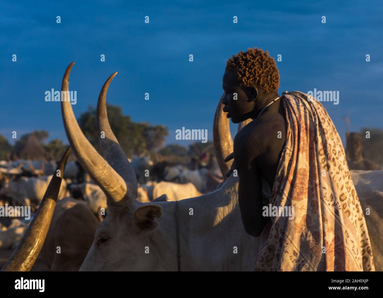 Mundari tribe man covering his cow in ash to repel flies and mosquitoes ...