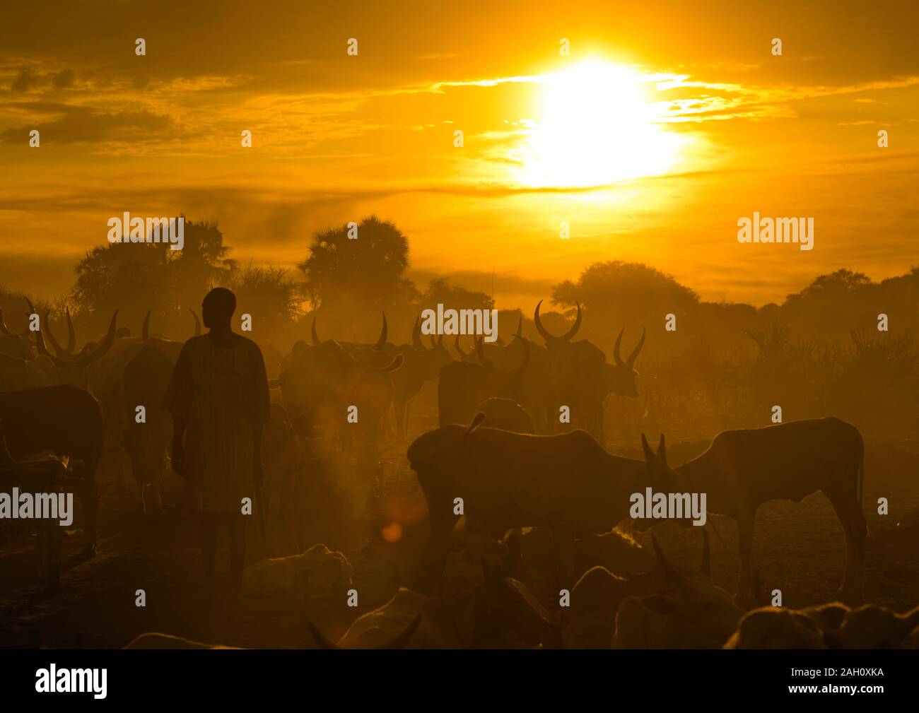 Mundari tribe cows camp in the sunset, Central Equatoria, Terekeka ...