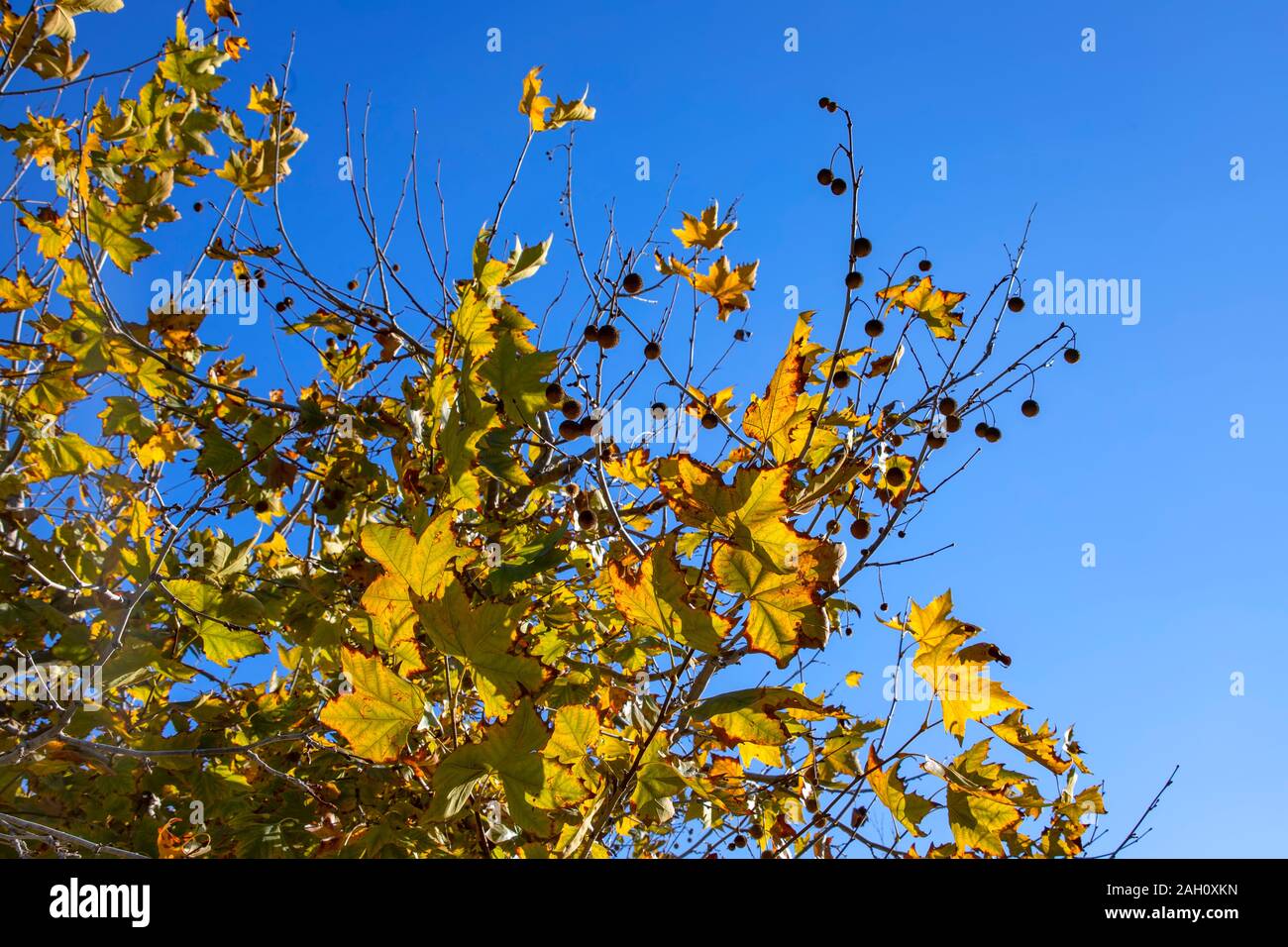 Branches of a plane tree tree with yellow autumn foliage and seeds ...