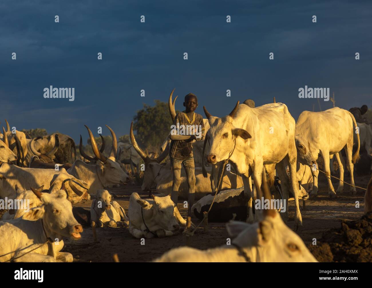 Mundari tribe boy taking care of the long horns cows in the camp, Central Equatoria, Terekeka ...