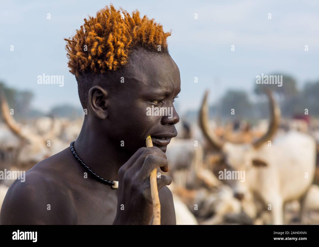 Mundari tribe man with orange hair using a wooden toothbrush to clean his teeth, Central ...