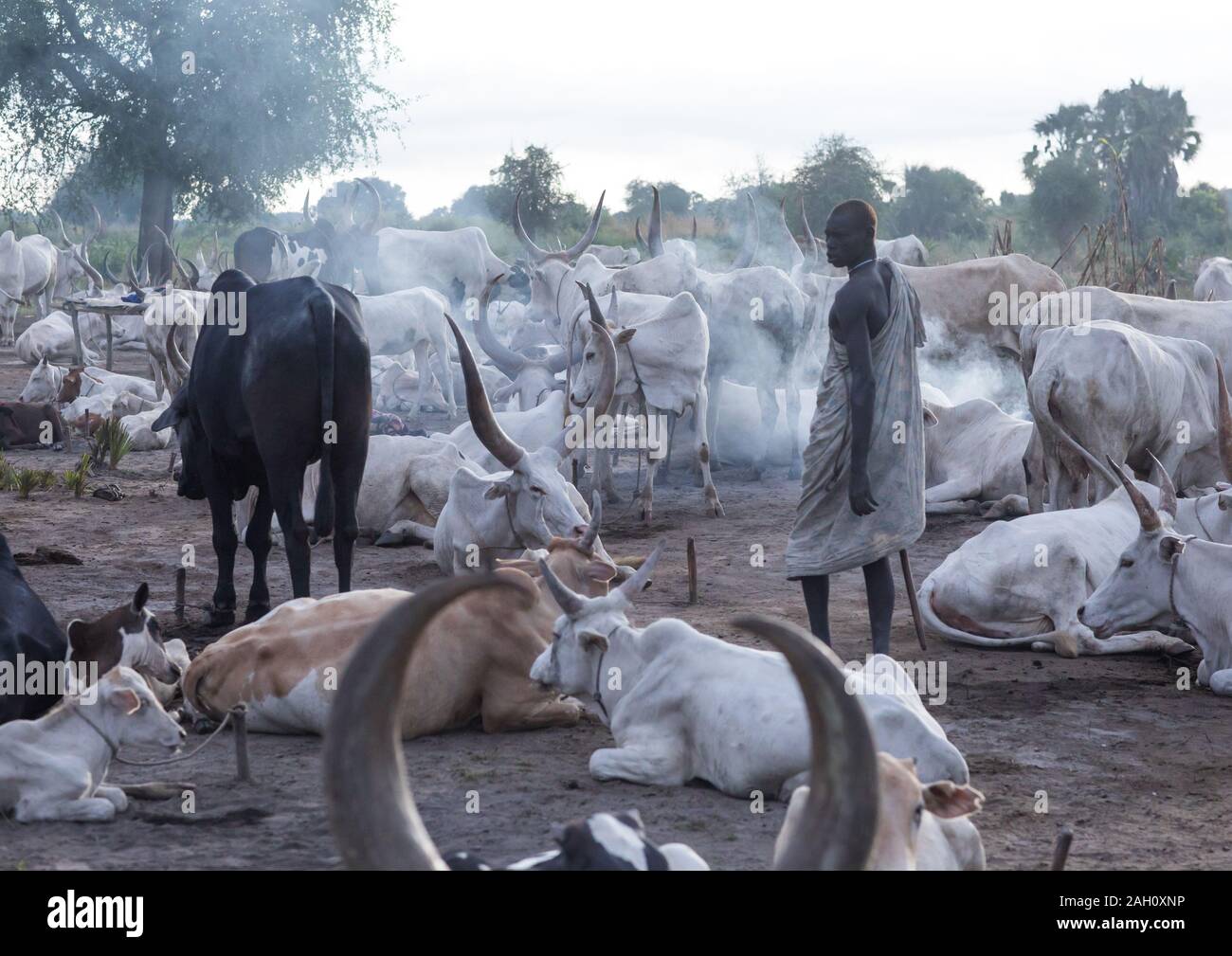 Long horns cows in a Mundari tribe camp gathering around bonfires to ...