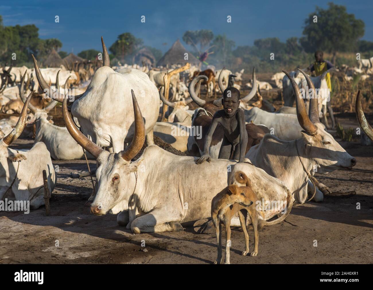 Mundari tribe boy taking care of the long horns cows in the camp, Central Equatoria, Terekeka ...