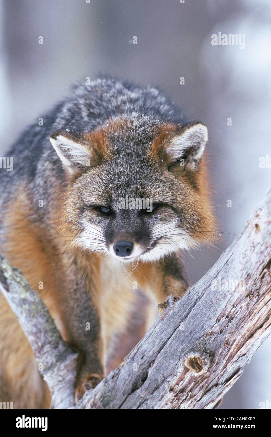 Gray Fox (Urocyon cineroargenteus) Gray Fox on fallen tree in Sproul ...