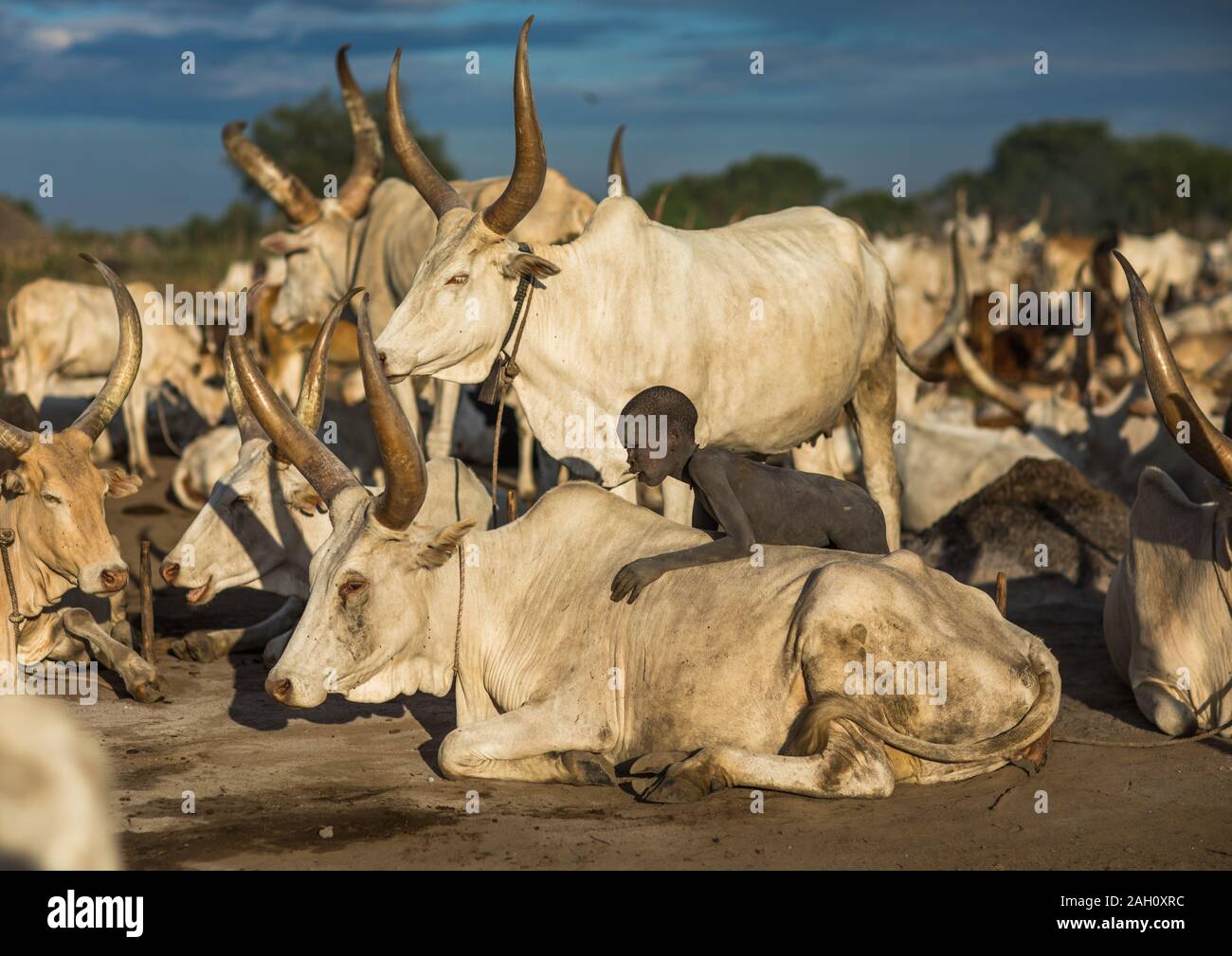 Mundari tribe boy taking care of the long horns cows in the camp, Central Equatoria, Terekeka ...