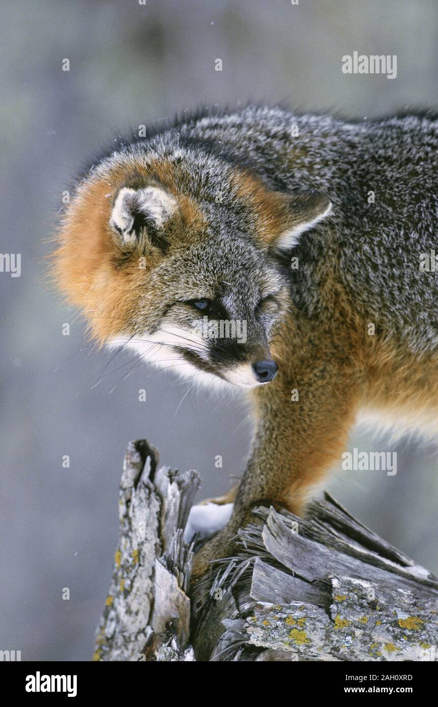 Gray Fox (Urocyon cineroargenteus) Gray Fox on fallen tree in Sproul ...