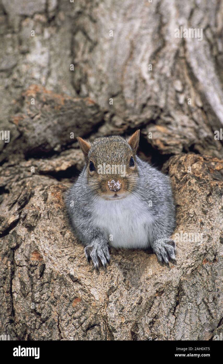 Gray Squirrel with snow on nose emerging from tree cavity. Merseyside ...