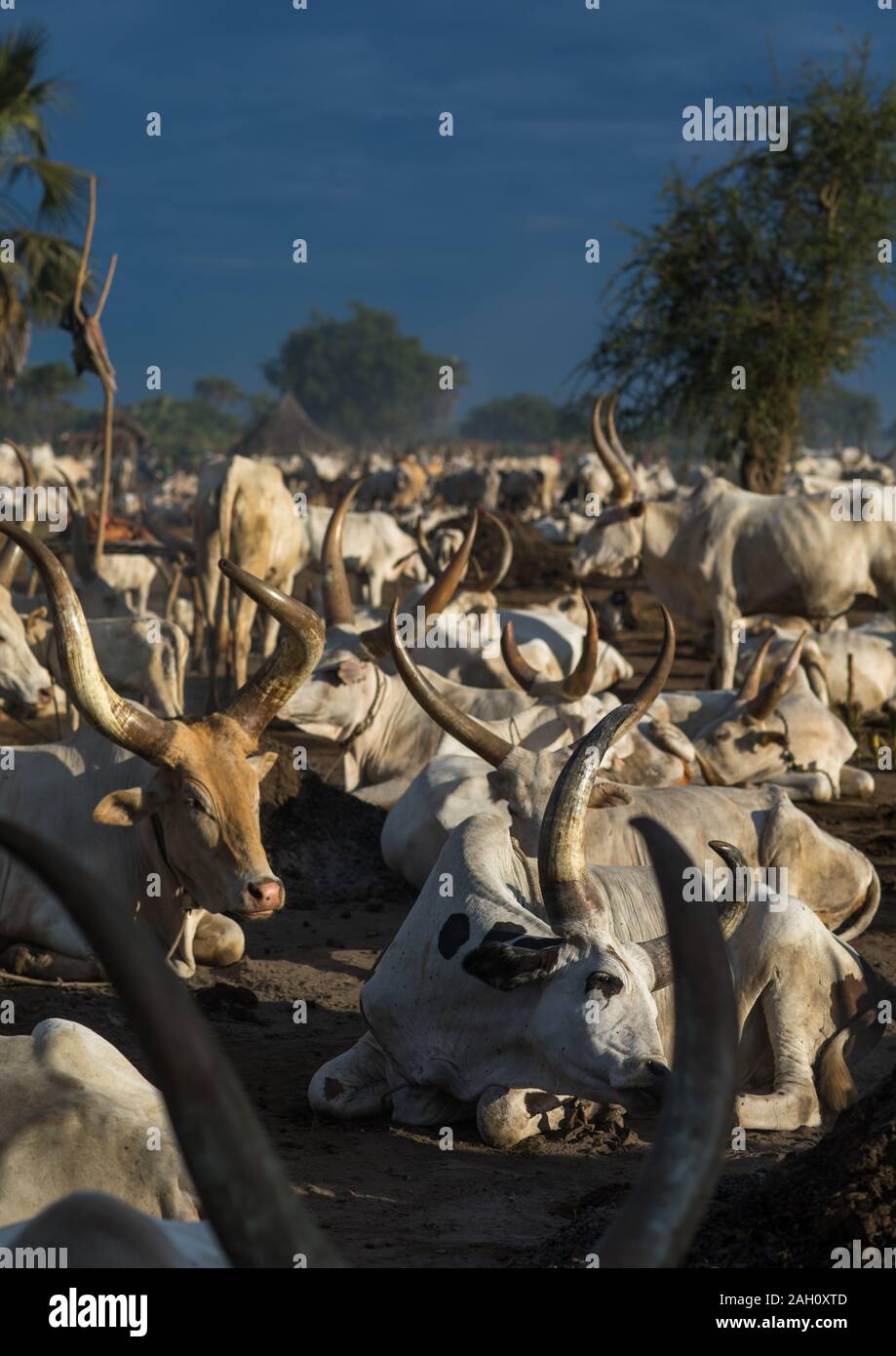 South sudan cattle herder hi-res stock photography and images - Alamy