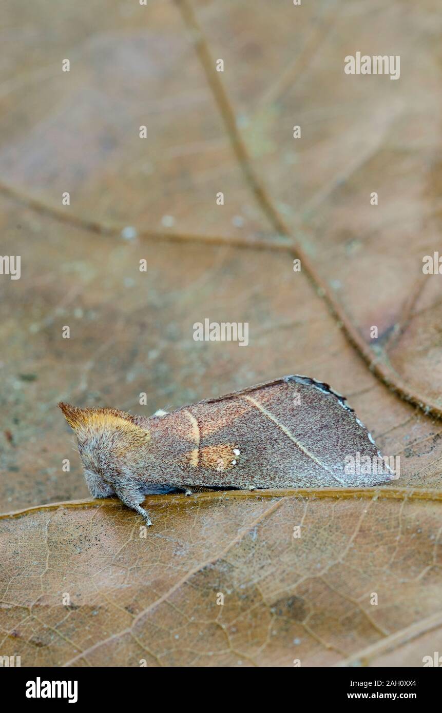 White dotted prominent moth hi-res stock photography and images - Alamy