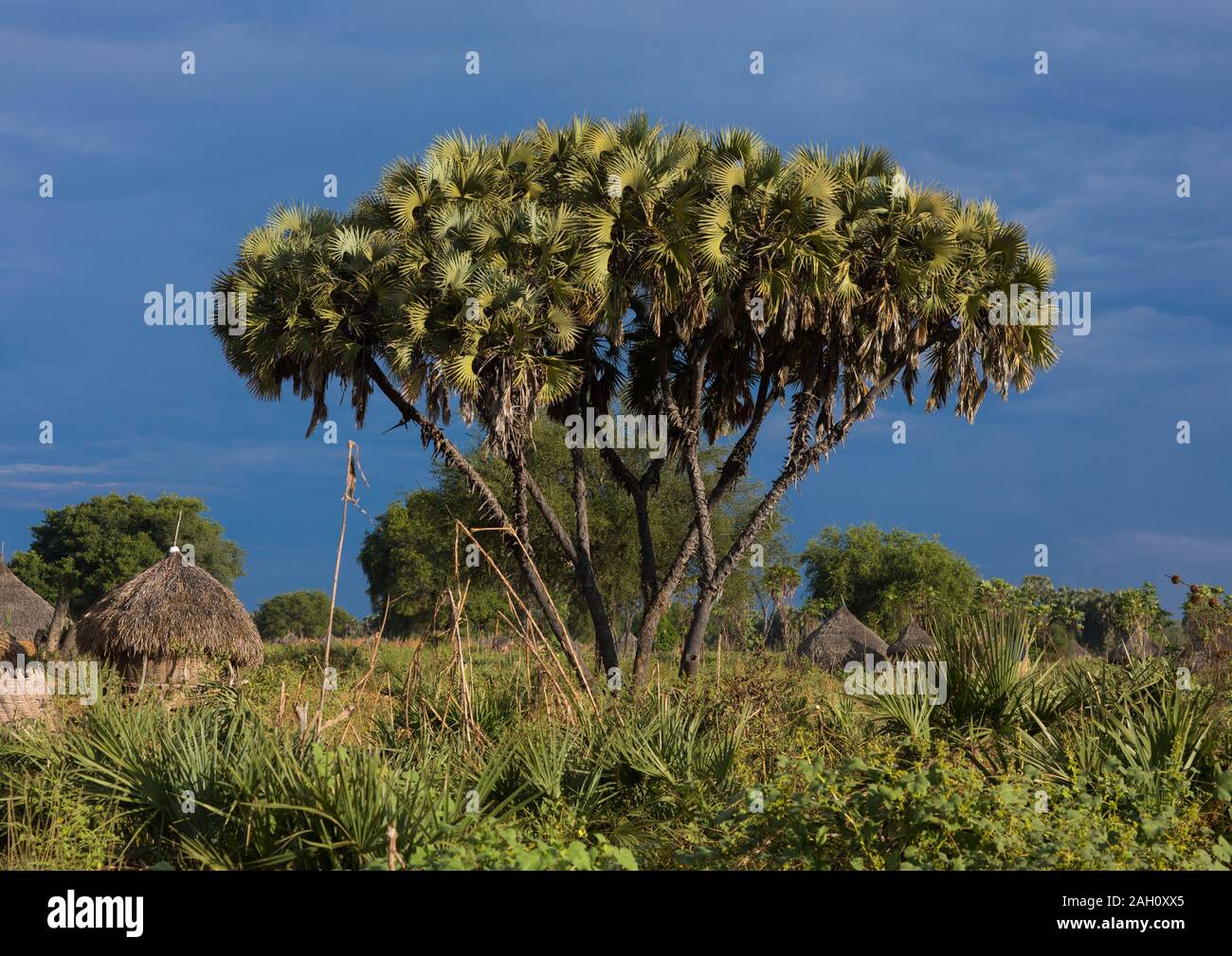 Traditional Mundari tribe village with doum palms, Central Equatoria ...