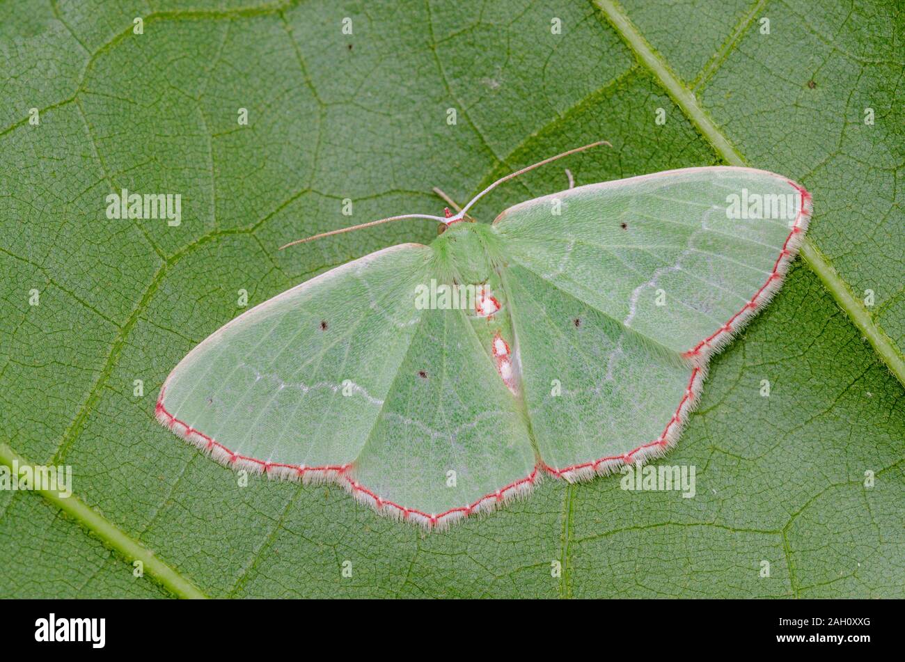 Red-fringed Emerald (Nemoria bistriaria) Adult moth sitting on leaf ...