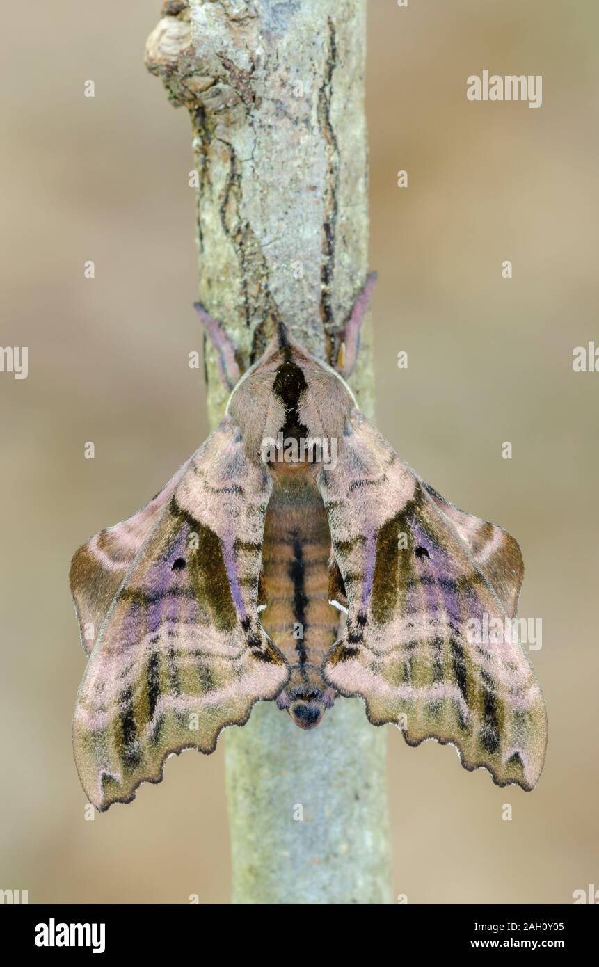 Blinded Sphinx (Paonias excaecata) Adult resting on branch. Congaree ...