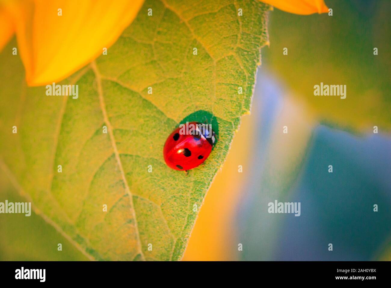 Macro of ladybug on a blade of sunflower n the morning sun Ladybug ...